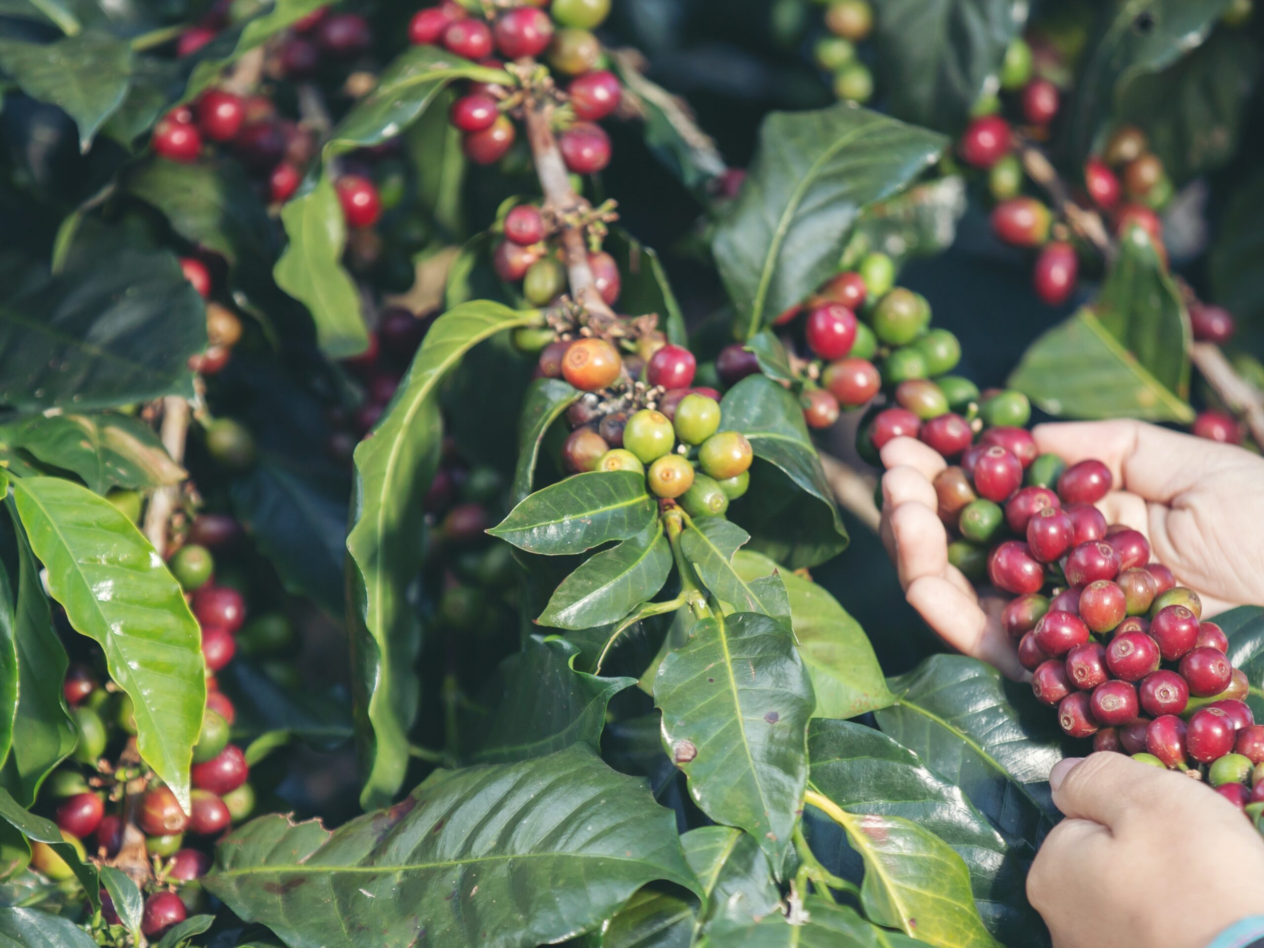 Pjs Bupati Berau Sebut Kopi Khas Berau Punya Potensi Luar Biasa ... Pjs Bupati Berau Sebut Kopi Khas Berau Punya Potensi Luar Biasa ...